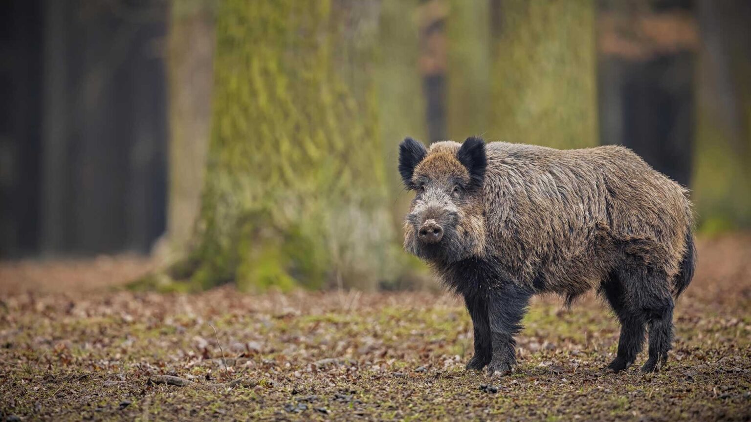 Lov divjega prašiča - TOP HUNTING
